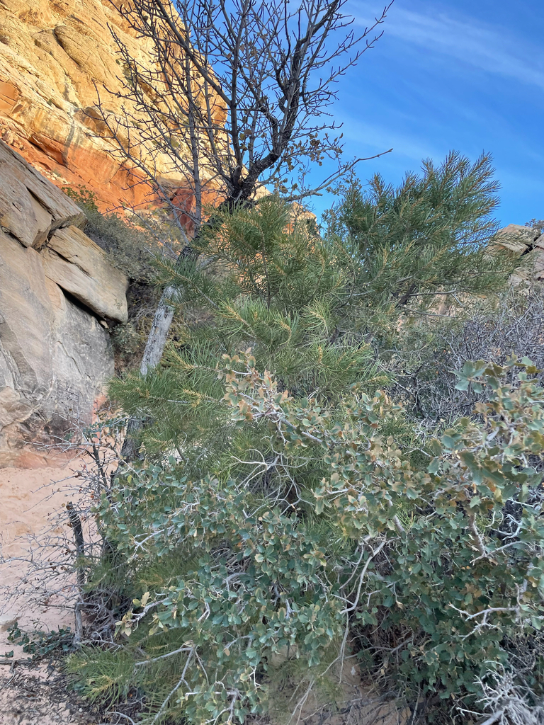 Sonoran scrub oak from Calico Tanks Trail, Las Vegas, NV, US on ...