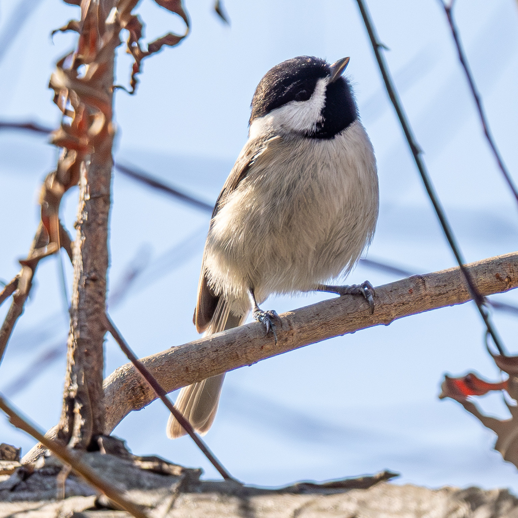 Carolina Chickadee from Fort Worth, TX, USA on January 03, 2025 at 11: ...