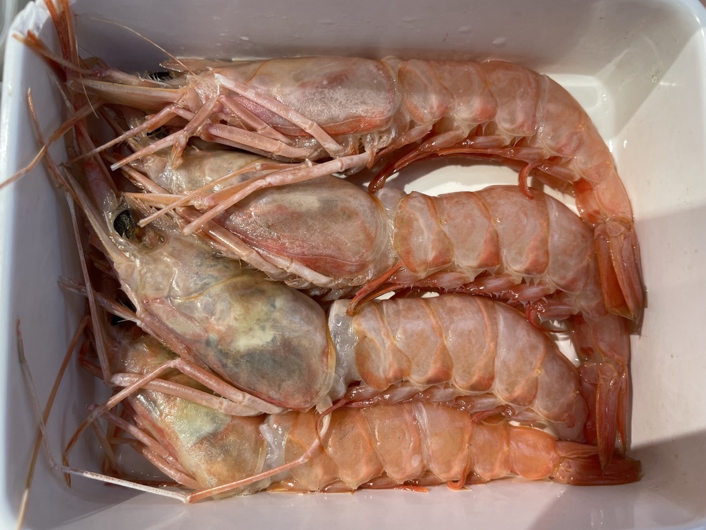 Chinese Red Shrimp in January 2025 by Alex Pintsen JIN · iNaturalist