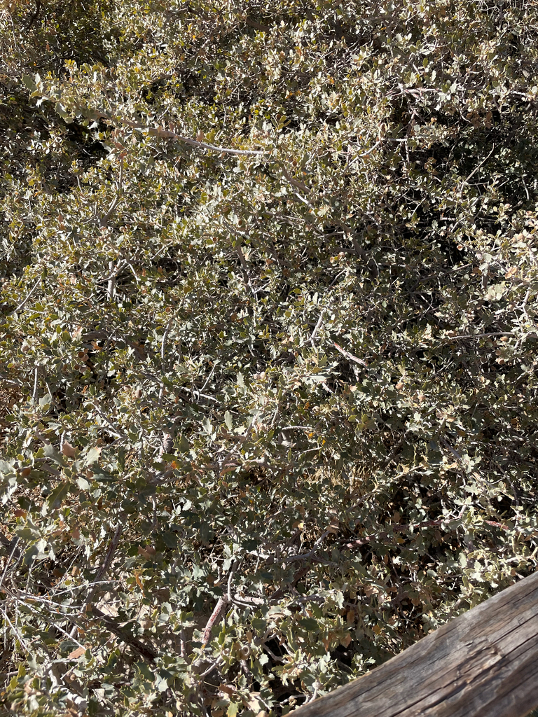 Sonoran scrub oak from Calico Tanks Trail, Las Vegas, NV, US on ...