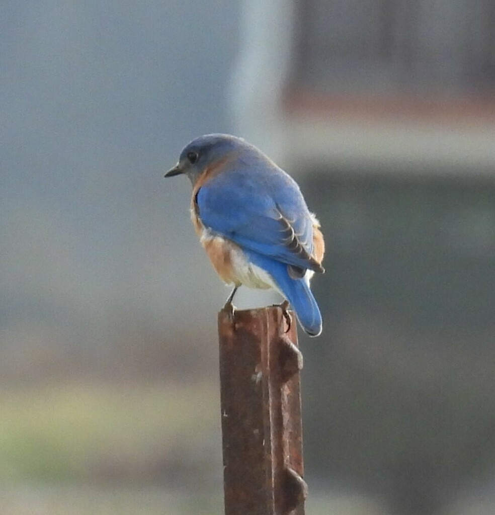 Eastern Bluebird from Catfish Lane, Hardin County, TN, USA on December ...