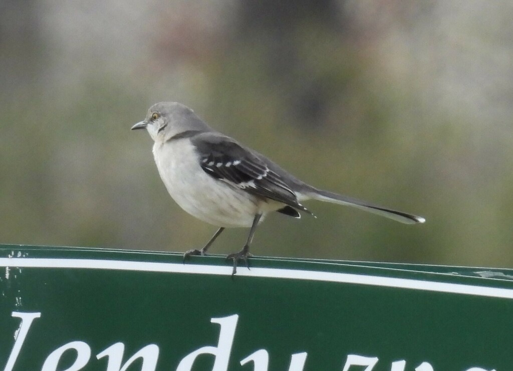 Northern Mockingbird from Catfish Lane, Hardin County, TN, USA on ...