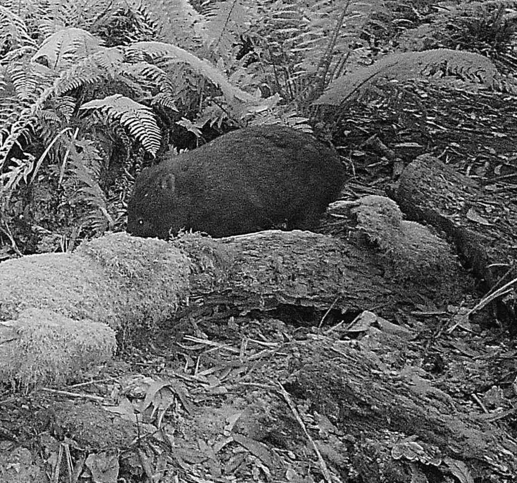 Bare-nosed Wombat from Loongana TAS 7315, Australia on January 5, 2025 ...