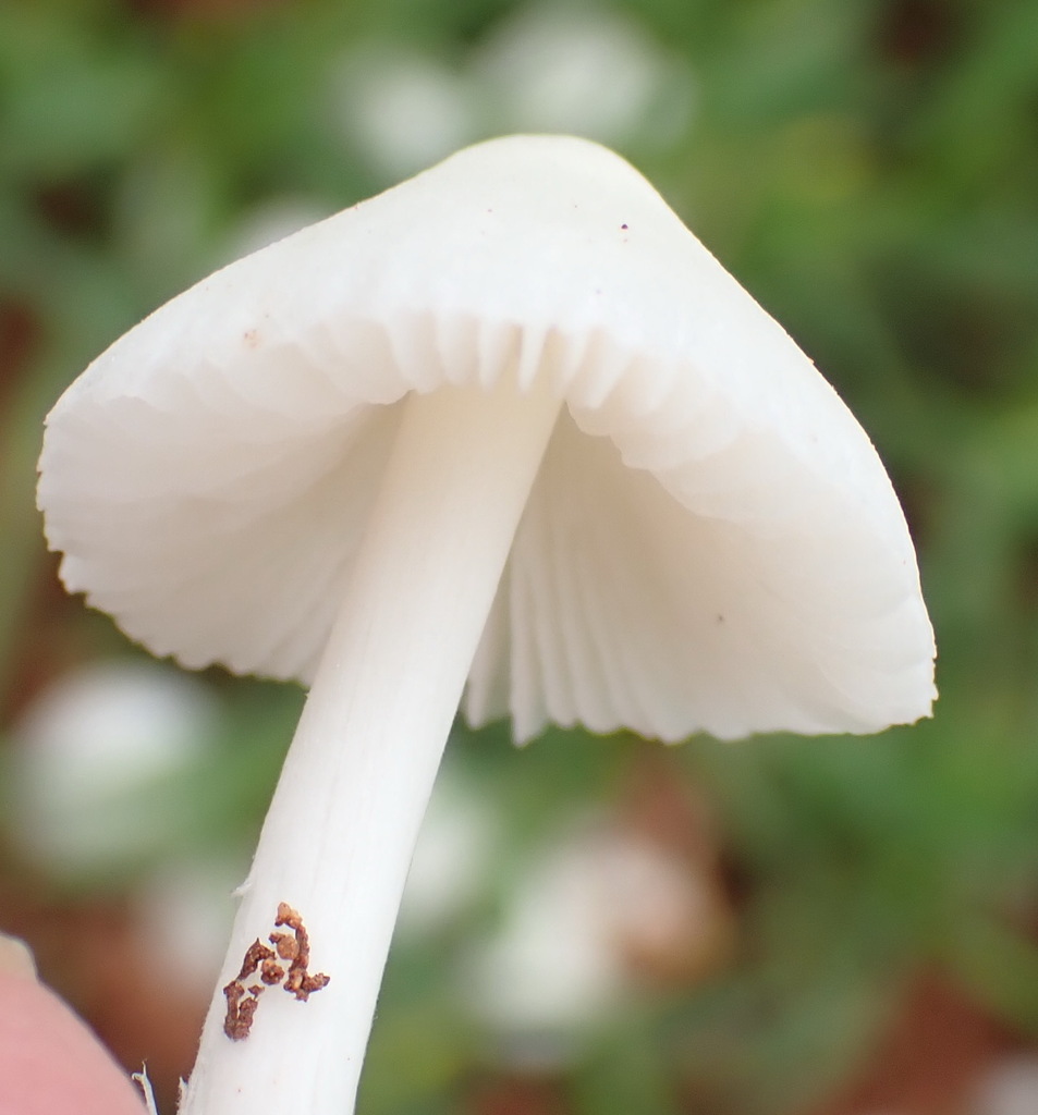 Termitomyces microcarpus from James and Ethel Gray Park, Syferfontein ...