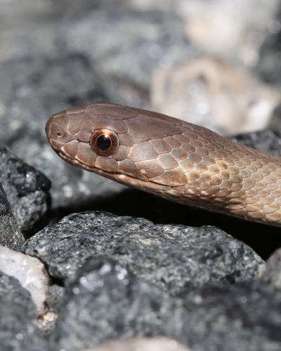 Bardick (Echiopsis curta) - Snakes and Lizards
