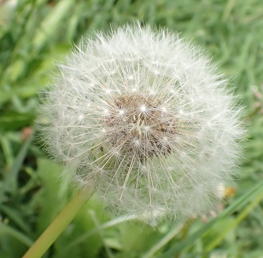 common dandelion from James and Ethel Gray Park, Syferfontein 51-Ir ...