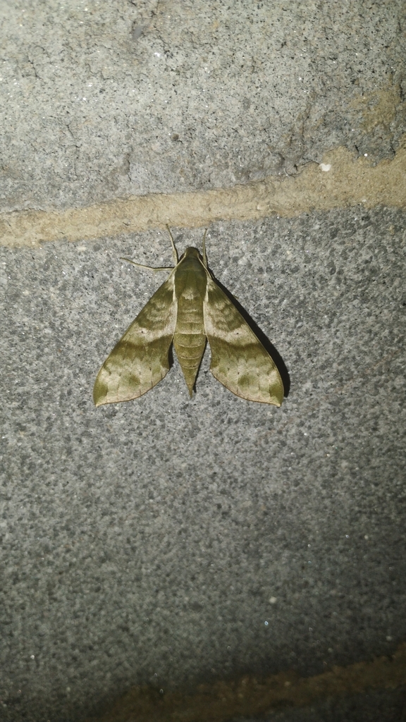 Pluto Sphinx from Rua Malvino Ferreira de Andrade, 703 - Santo Aleixo ...