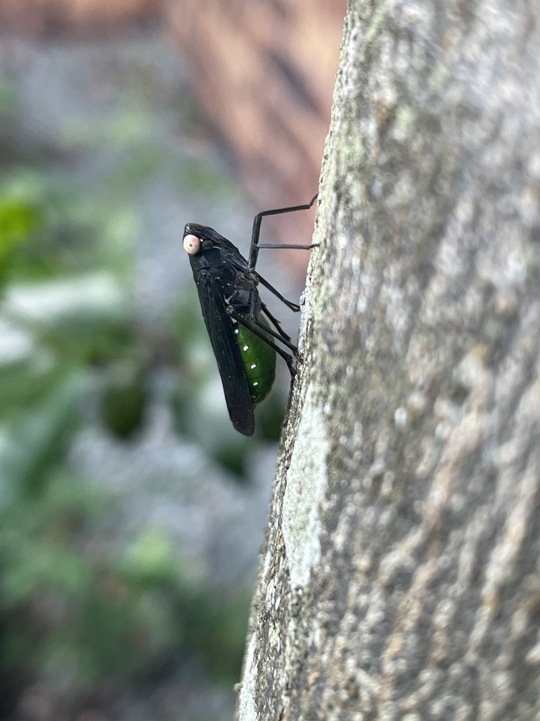 Desudaba maculata from Oppermann Pl, Carindale, QLD, AU on January 05, 2025 at 01:51 PM by ...