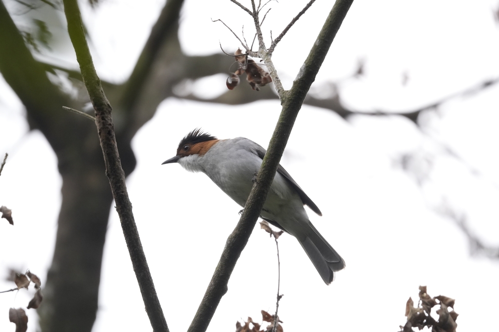 Chestnut Bulbul from 塘朗山 on January 5, 2025 at 08:50 AM by tensile ...