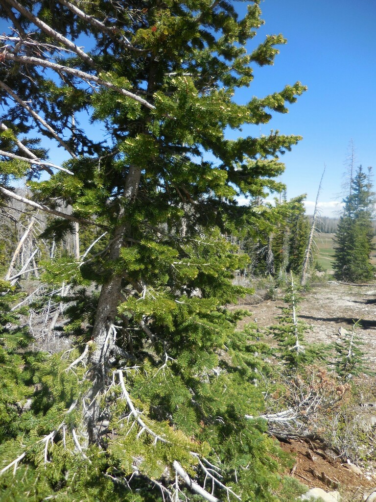 Rocky Mountains Subalpine Fir from Cedar Breaks National Monument on ...