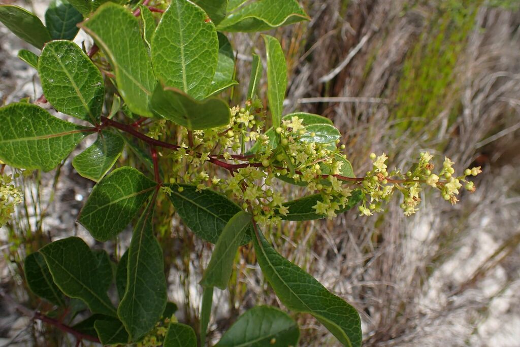 Dune Currantrhus from Agulhas, Overberg District Municipality, South ...