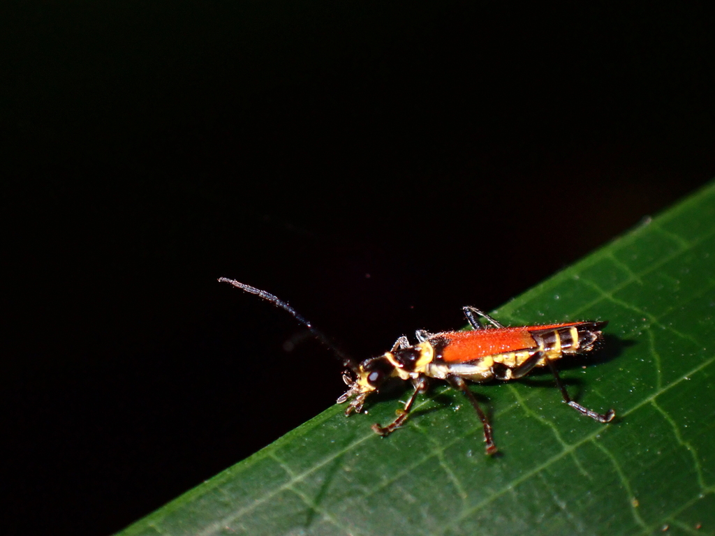 Chauliognathus atricornis from Somersby NSW 2250, Australia on January ...