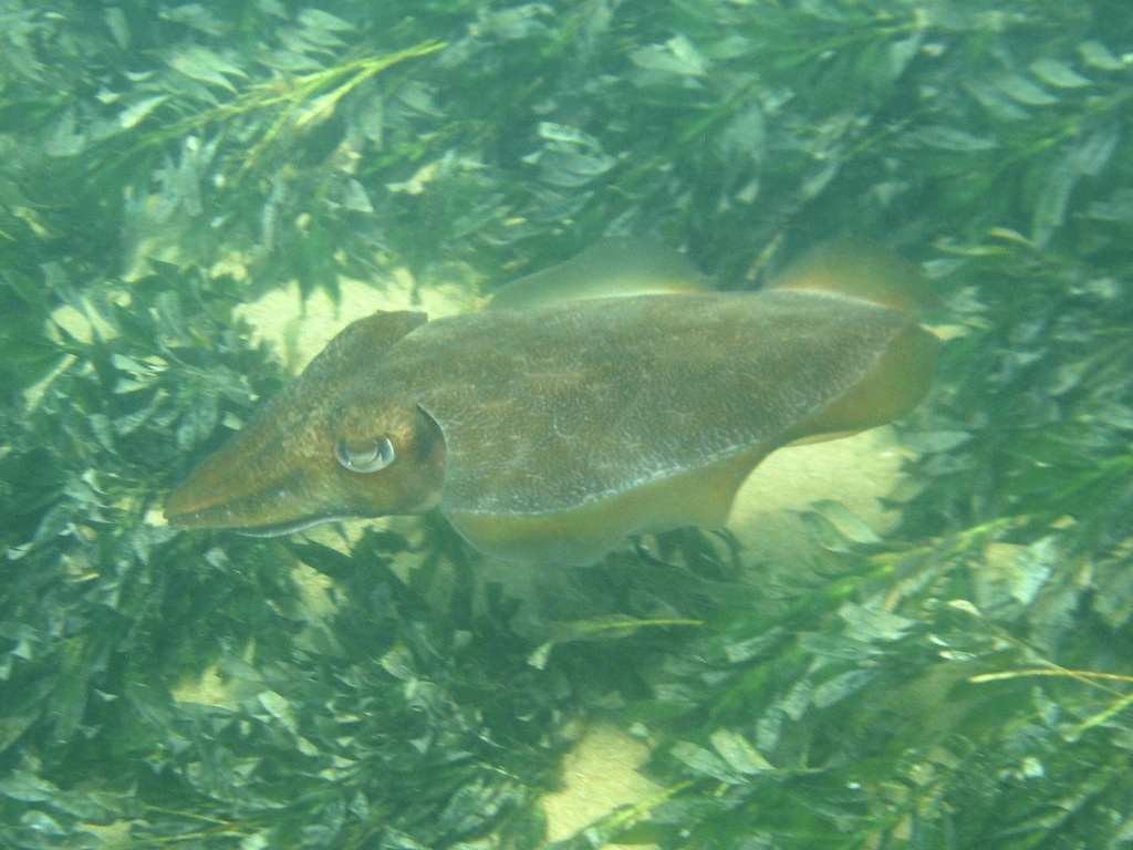 Australian Giant Cuttlefish from Port Phillip, Queenscliff, VIC, AU on ...