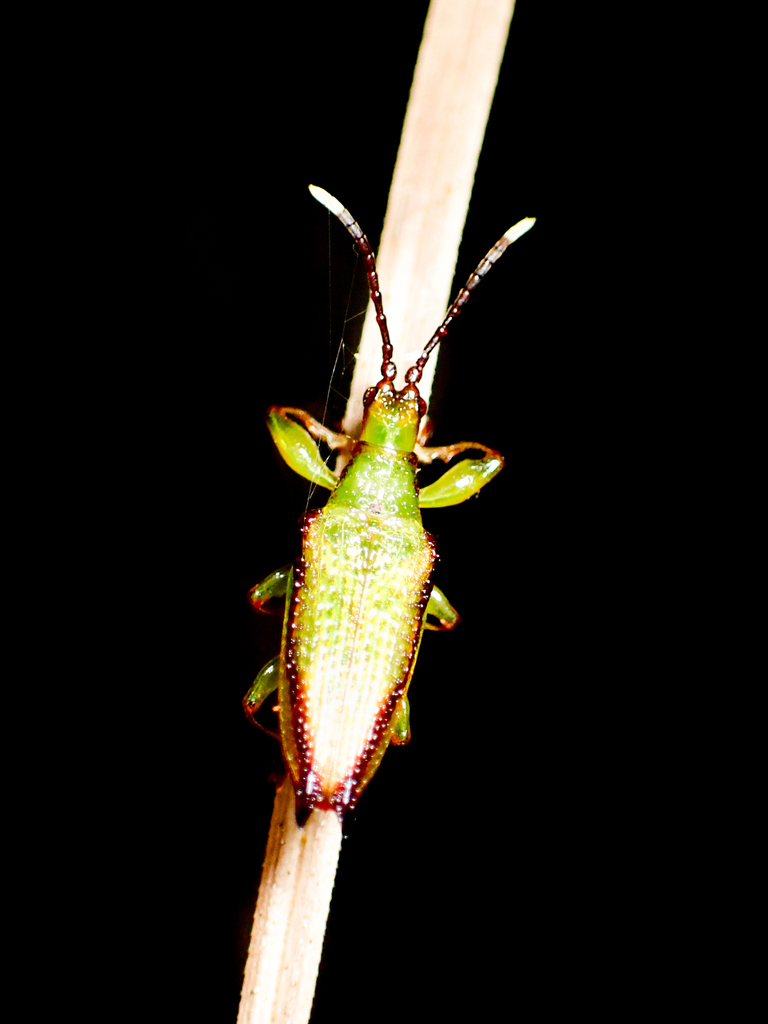 Aproida balyi from Strickland State Forest, Somersby NSW, Australia on ...