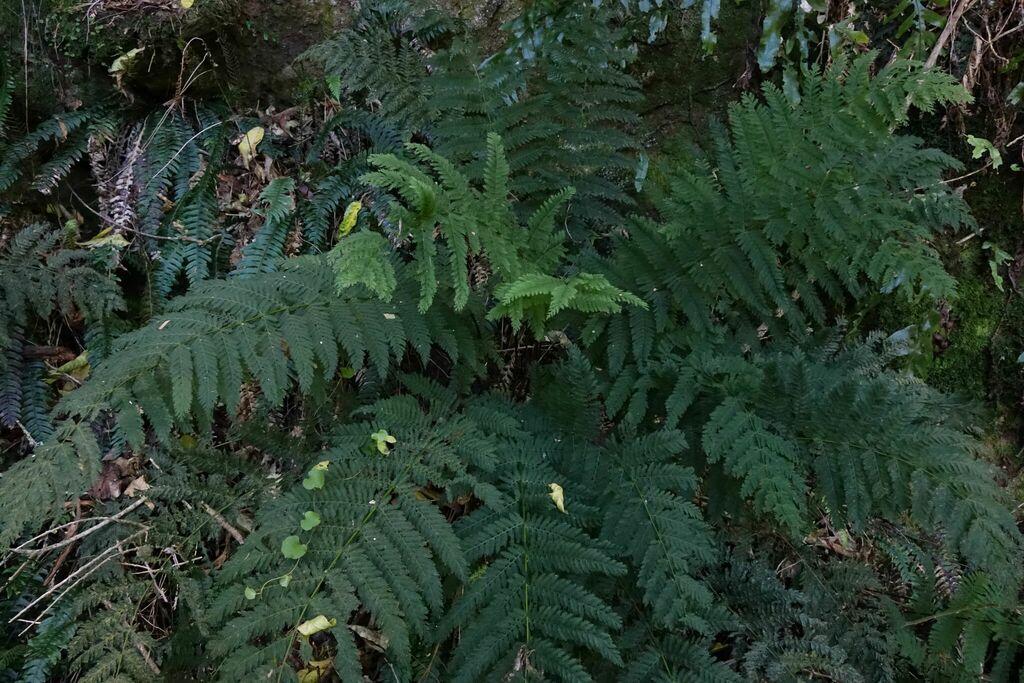 Crepe fern from Berwick 9073, New Zealand on January 5, 2025 at 02:33 ...