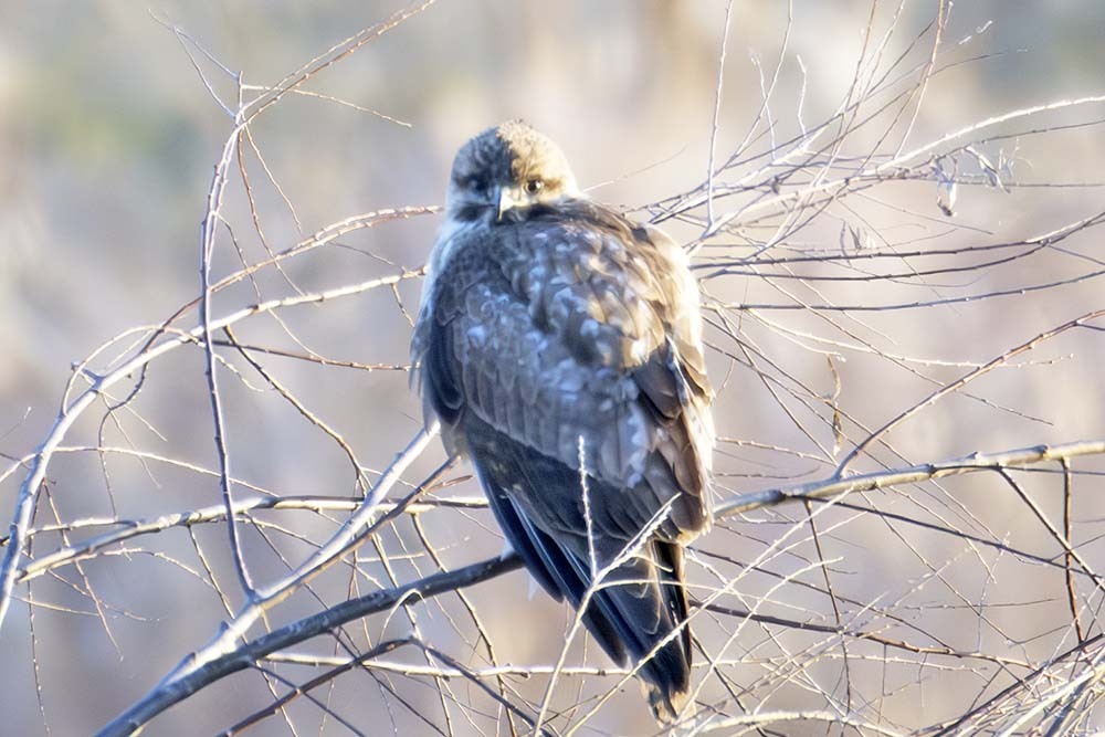 Eastern Buzzard from 日本、〒206-0011 東京都多摩市関戸 on January 5, 2025 at 07:16 ...
