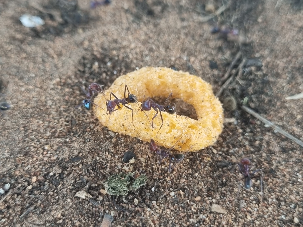 Southern Meat Ant from Wentworth NSW 2648, Australia on January 5, 2025 ...