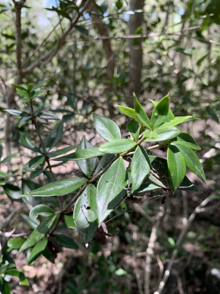 Chain Fruit from Mount Scoria Conservation Park, Thangool, QLD, AU on ...