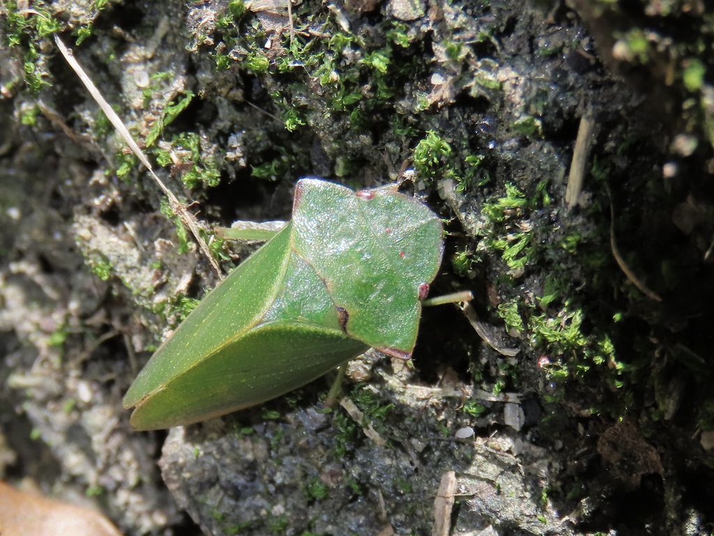 Tituria from 台灣臺北 on January 5, 2025 at 11:21 AM by 大俠 · iNaturalist