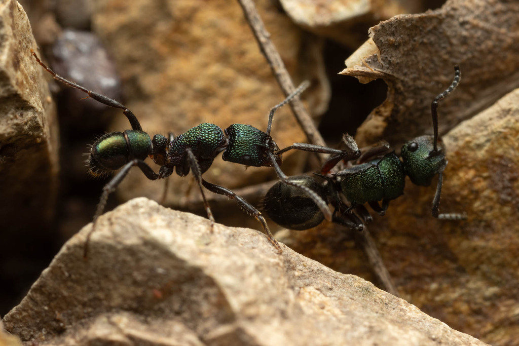Polyrhachis hookeri from Boompa QLD 4621, Australia on January 4, 2025 ...