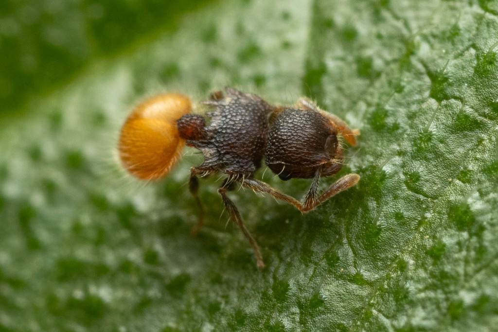 Meranoplus hirsutus from Boompa QLD 4621, Australia on January 4, 2025 ...