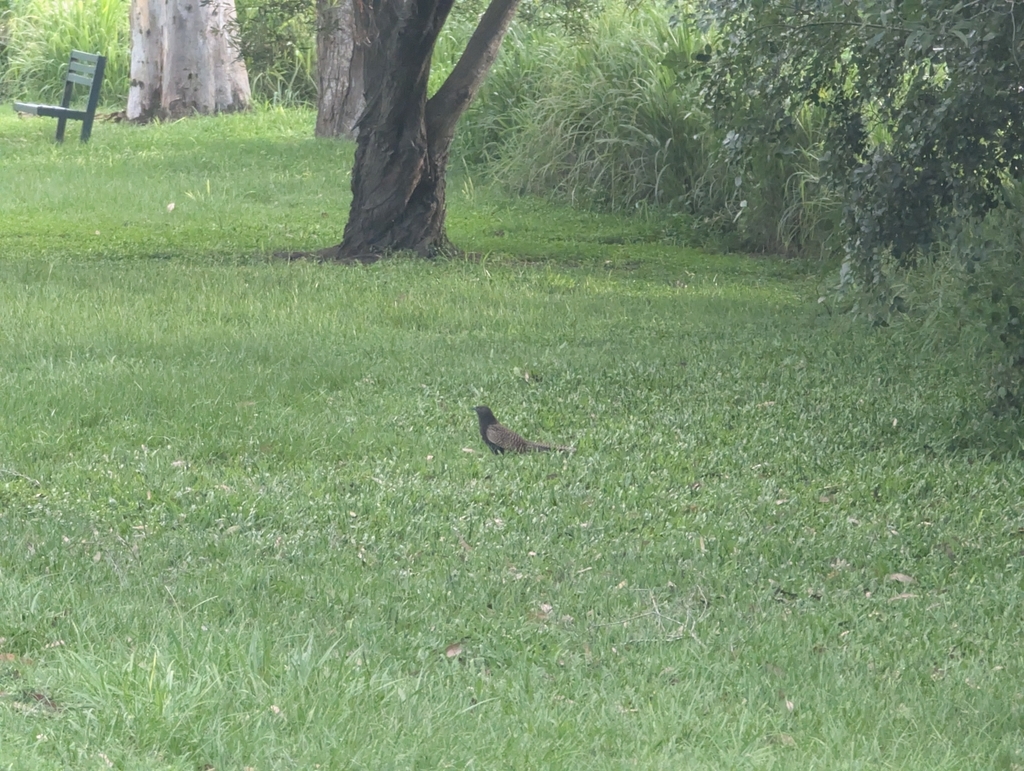 Pheasant Coucal from Camoola St at Camoola - Bowyer, stop 36A, Keperra ...