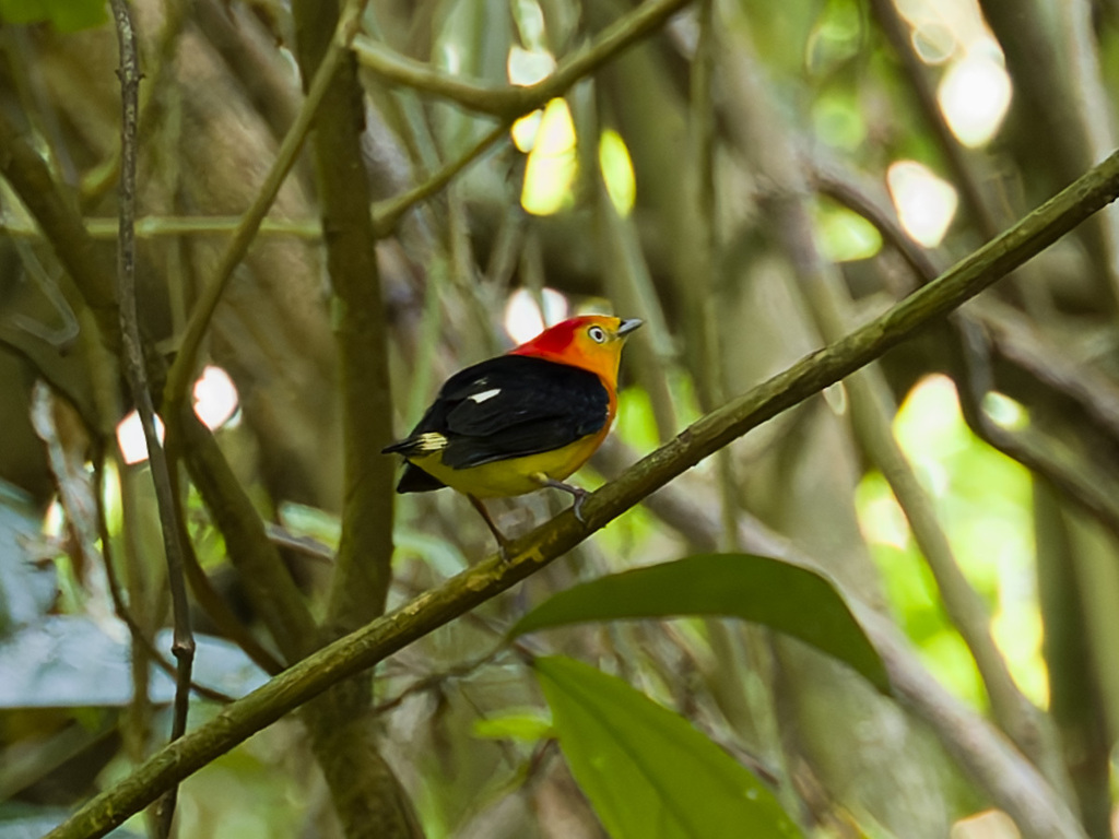 Band-tailed Manakin from Tambopata, Peru on November 26, 2024 at 10:30 ...