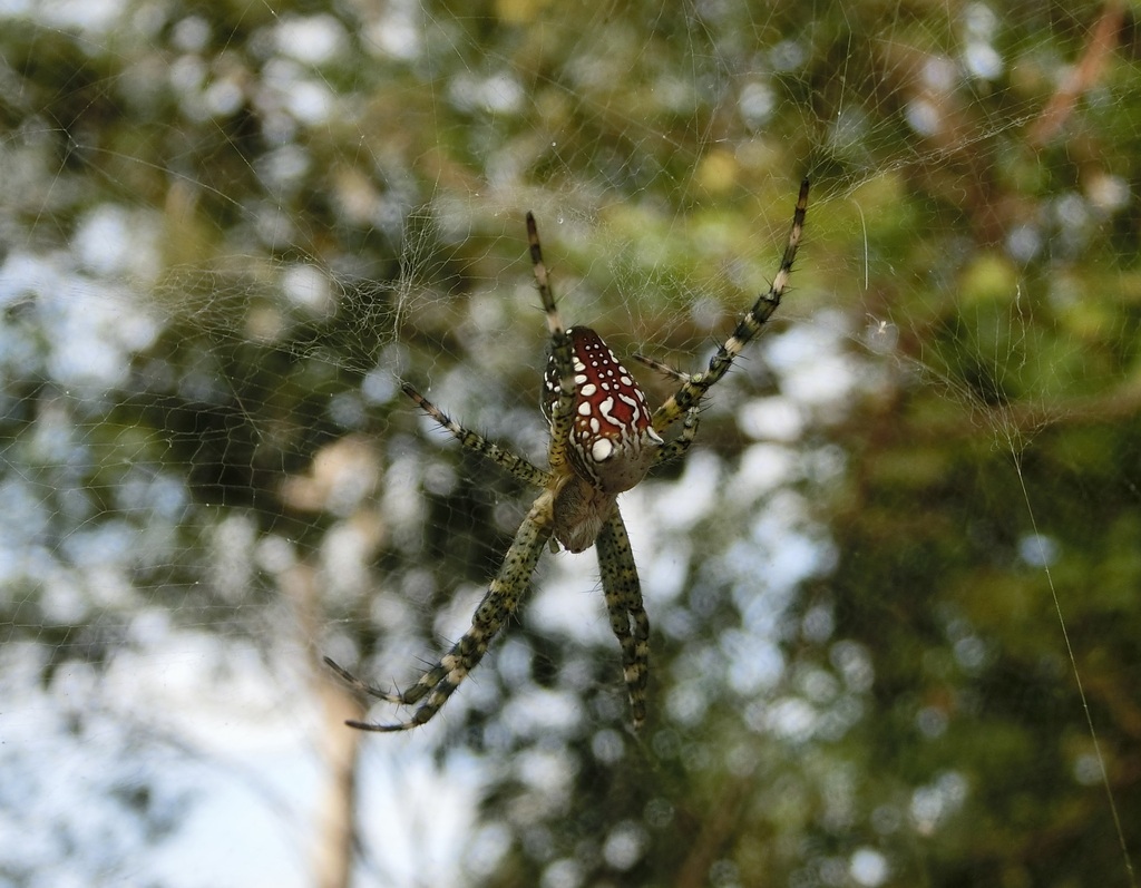 Dome Web Spider from 510台灣彰化縣員林市 on January 5, 2025 at 03:12 PM by ...