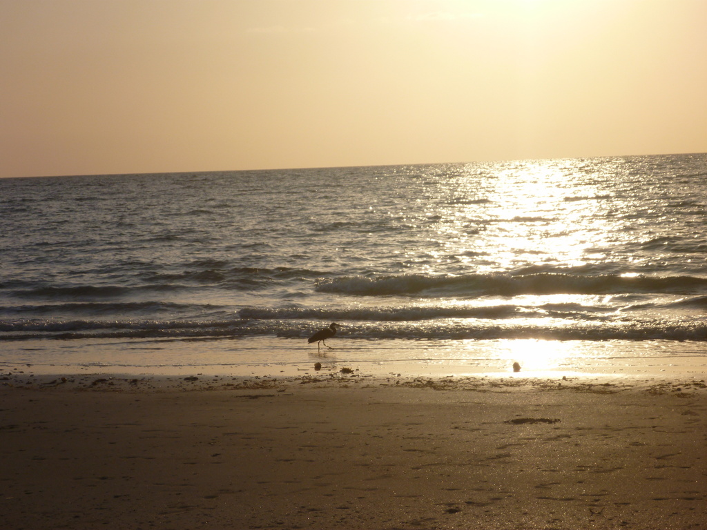 Pacific Reef Heron from Cape Tribulation QLD, Australia on September 27 ...