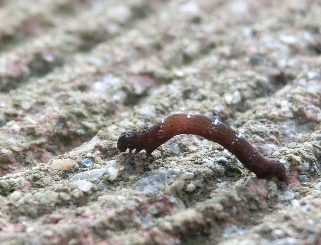 Black Looper from 510台灣彰化縣員林市 on January 05, 2025 at 03:10 PM by ...