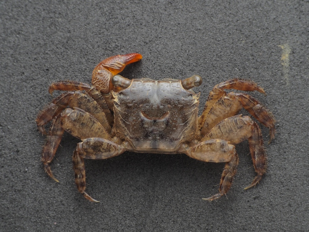 Parasesarma continentale from Dangzai Dao, 路環, MO on January 4, 2025 at ...