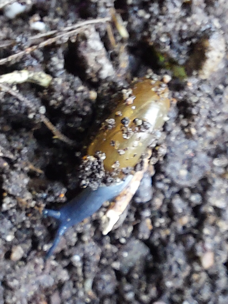 Typical Glass Snails from Marpole Neighbourhood House southern edge ...