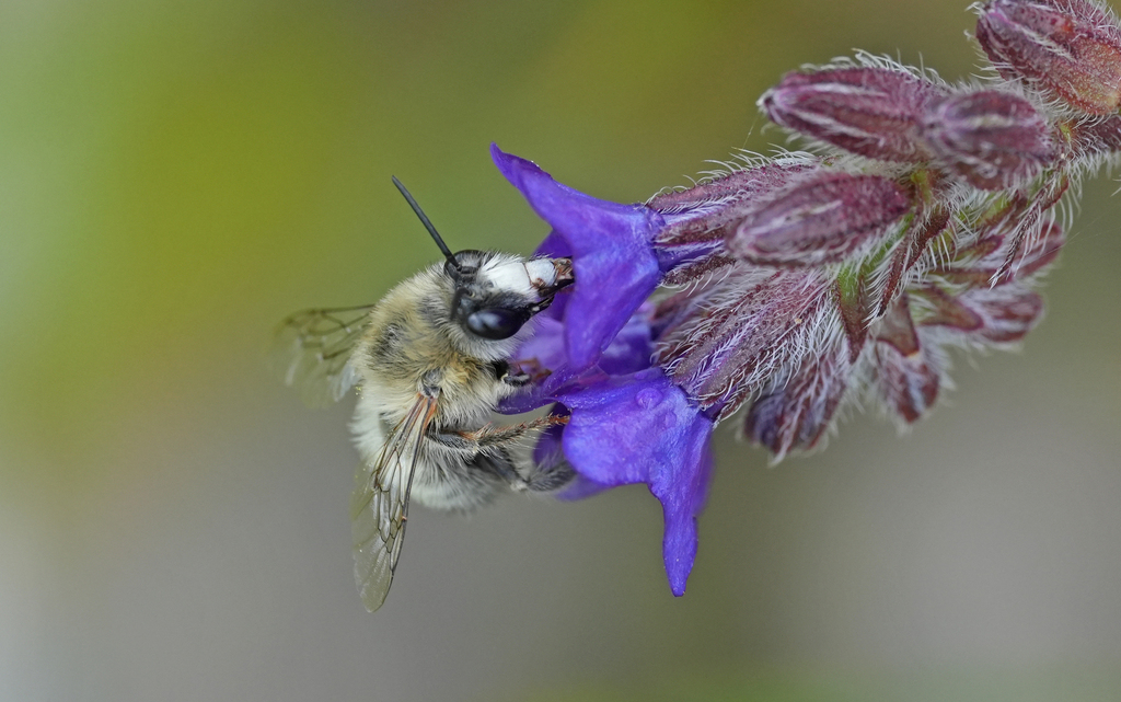 Anthophora plagiata from Rimetea, Rumänien on May 31, 2024 at 12:22 PM ...