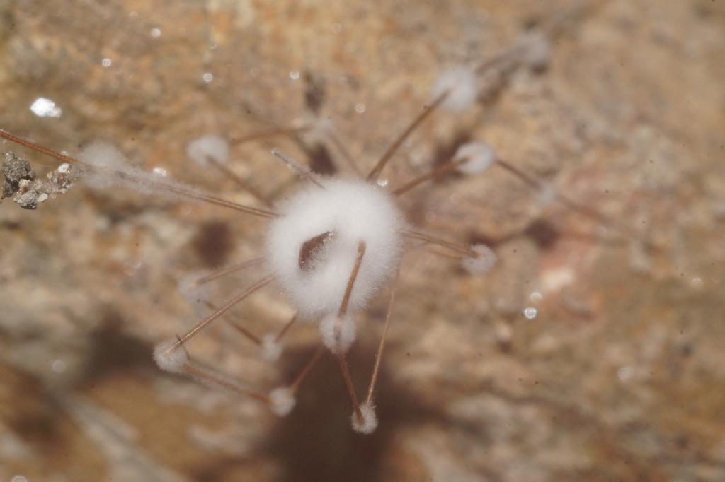 Engyodontium aranearum from Первомайский район, Минск, Минская область ...