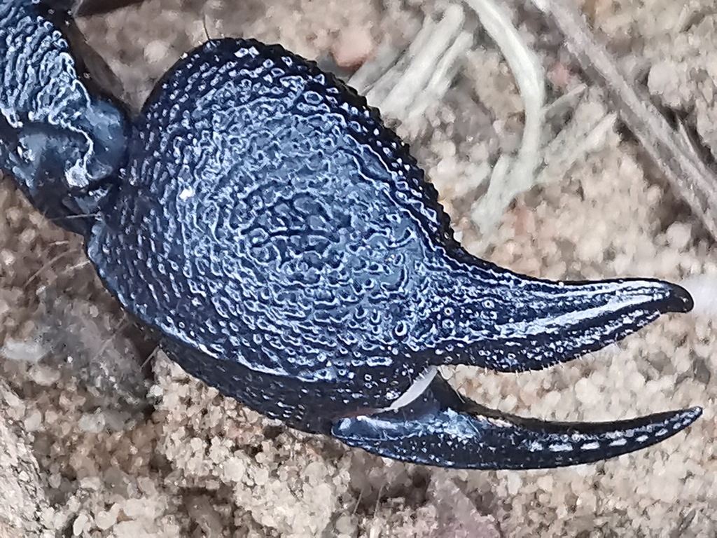 Jones's Scorpion from Mahlungulu, South Africa on December 25, 2024 at ...