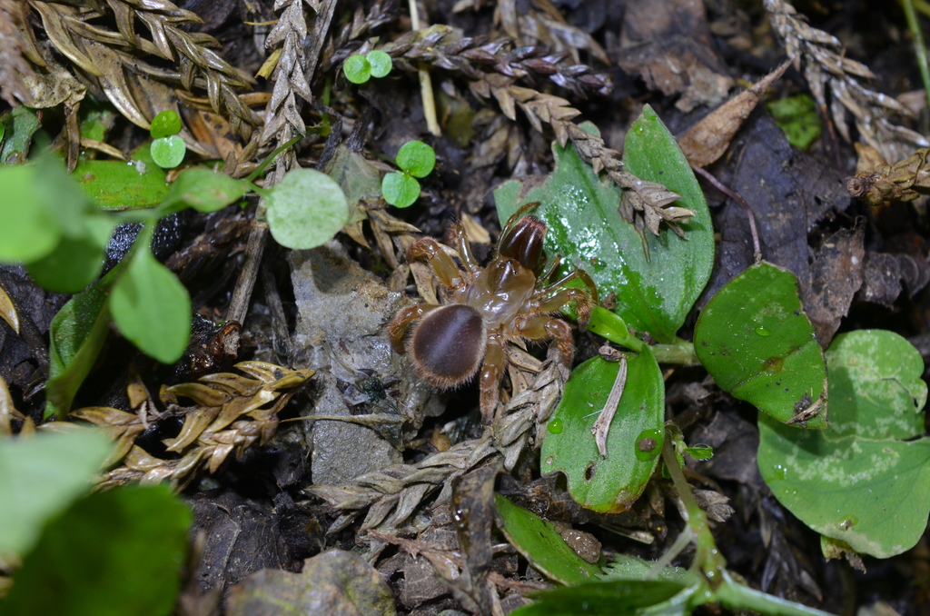 Calommata in January 2018 by 張智翔 · iNaturalist