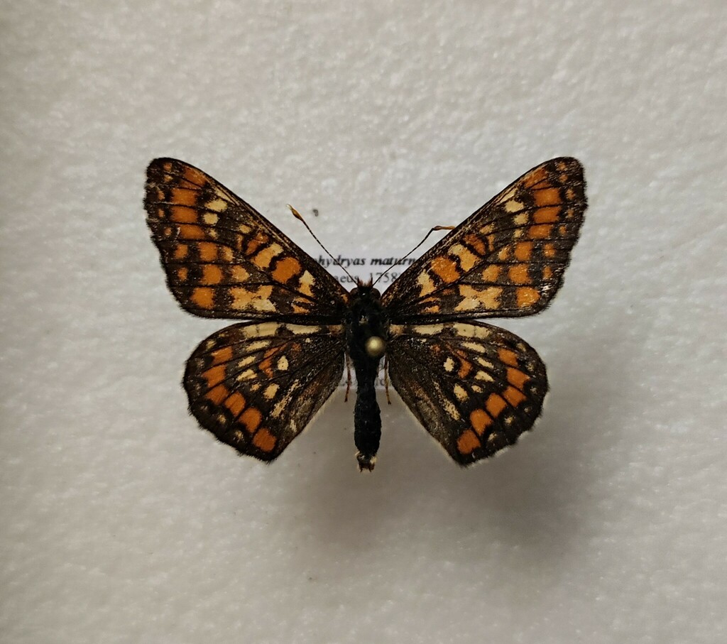 Scarce Fritillary from Шуйский р-н, Ивановская обл., Россия on June 8 ...