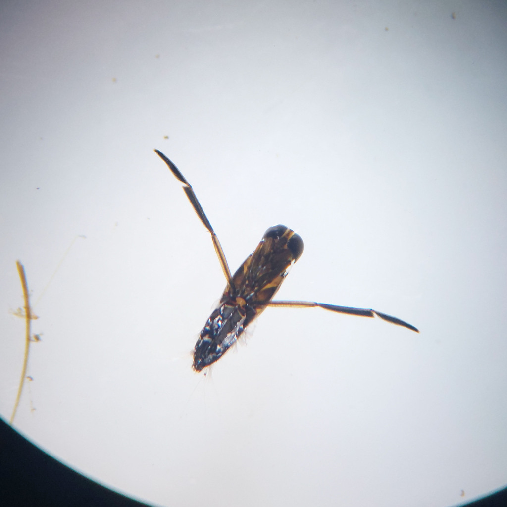 Common Backswimmers from Constantia, Cape Town, South Africa on January ...