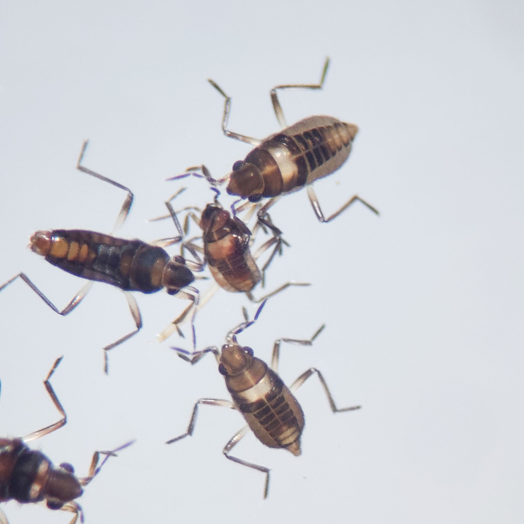 Microvelia from Constantia, Cape Town, South Africa on January 2, 2025 ...