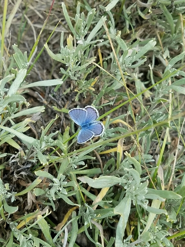Rocky Mountain Dotted Blue (Arthropods of Sweitzer Lake State Park ...