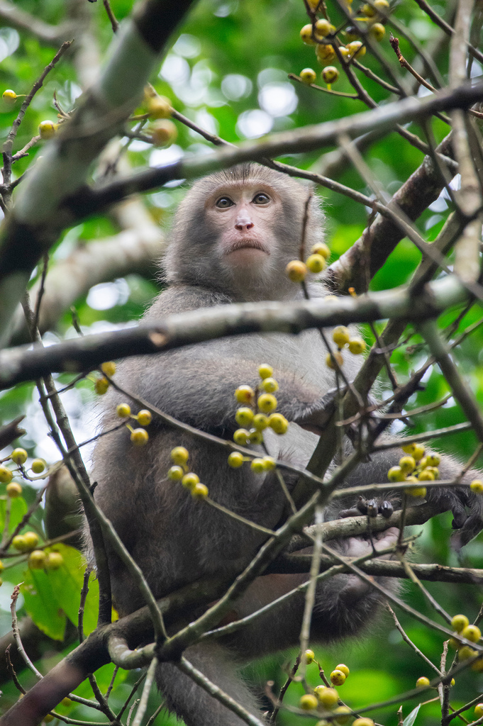 Formosan Rock Macaque from 262台灣宜蘭縣礁溪鄉 on January 4, 2025 at 04:01 PM ...