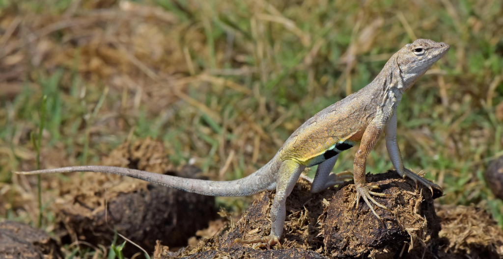 common zebra-tailed lizard from Estero San Jose, Baja California Sur ...
