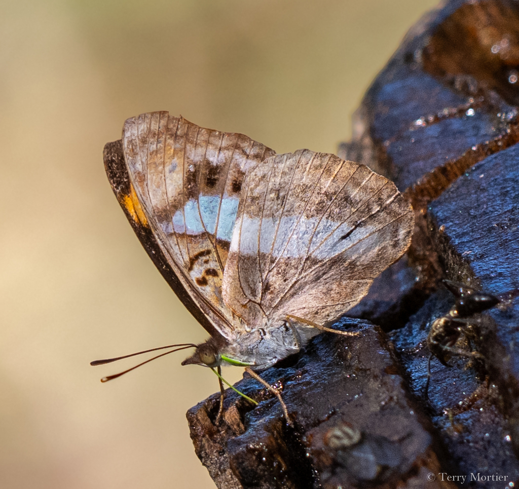Pavon Emperor from Mission, TX, USA on January 4, 2025 at 04:00 PM by ...