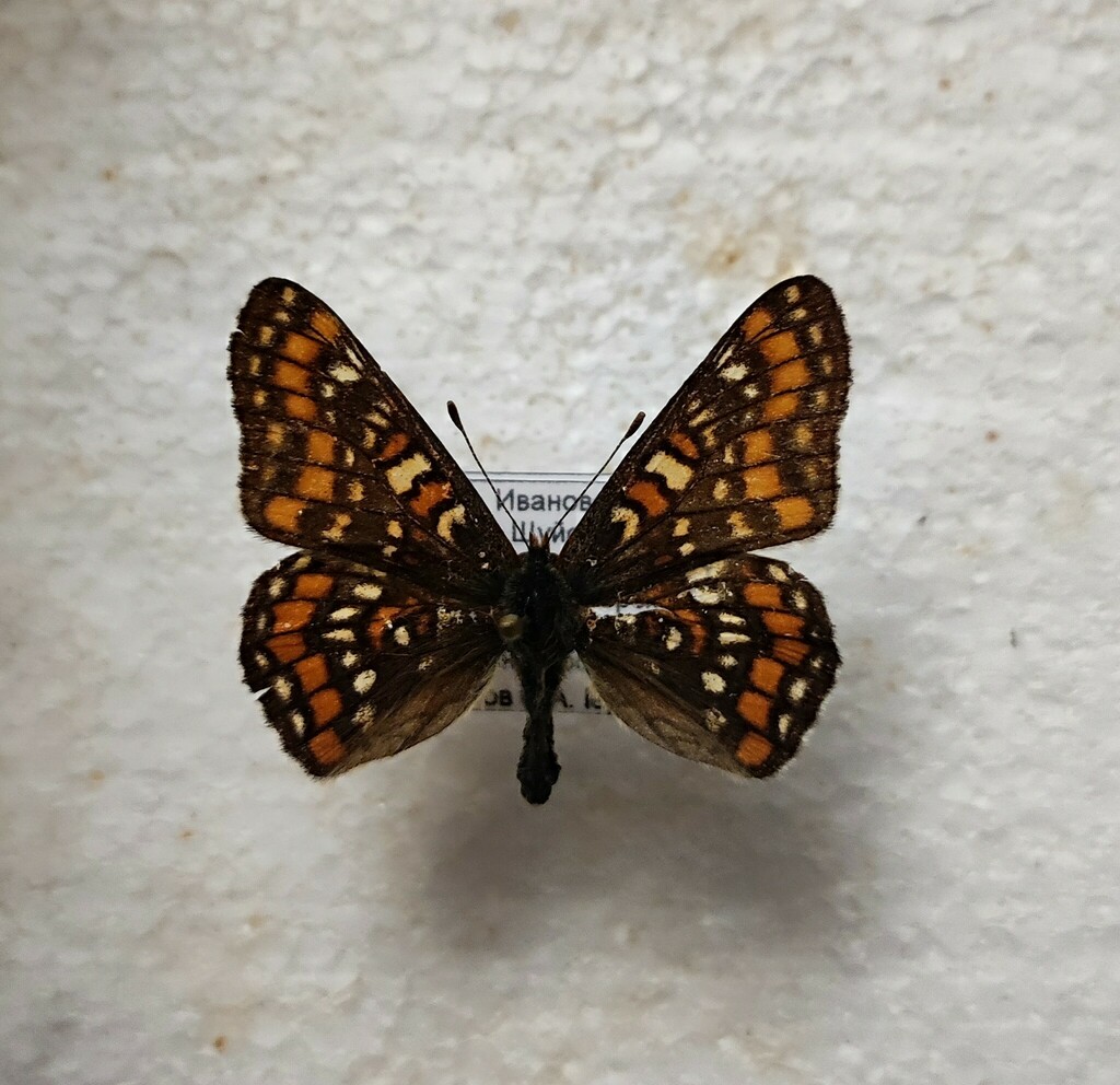 Scarce Fritillary from Шуйский р-н, Ивановская обл., Россия on June 14 ...
