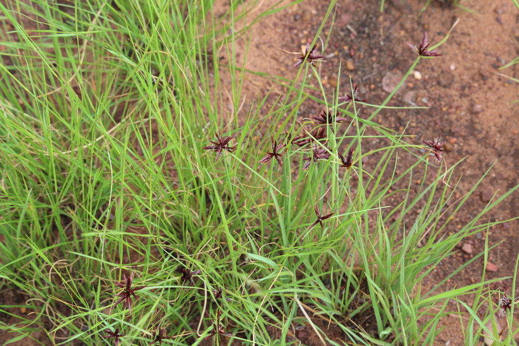 Red Sedge from Carletonville, 2499, South Africa on January 5, 2025 by ...