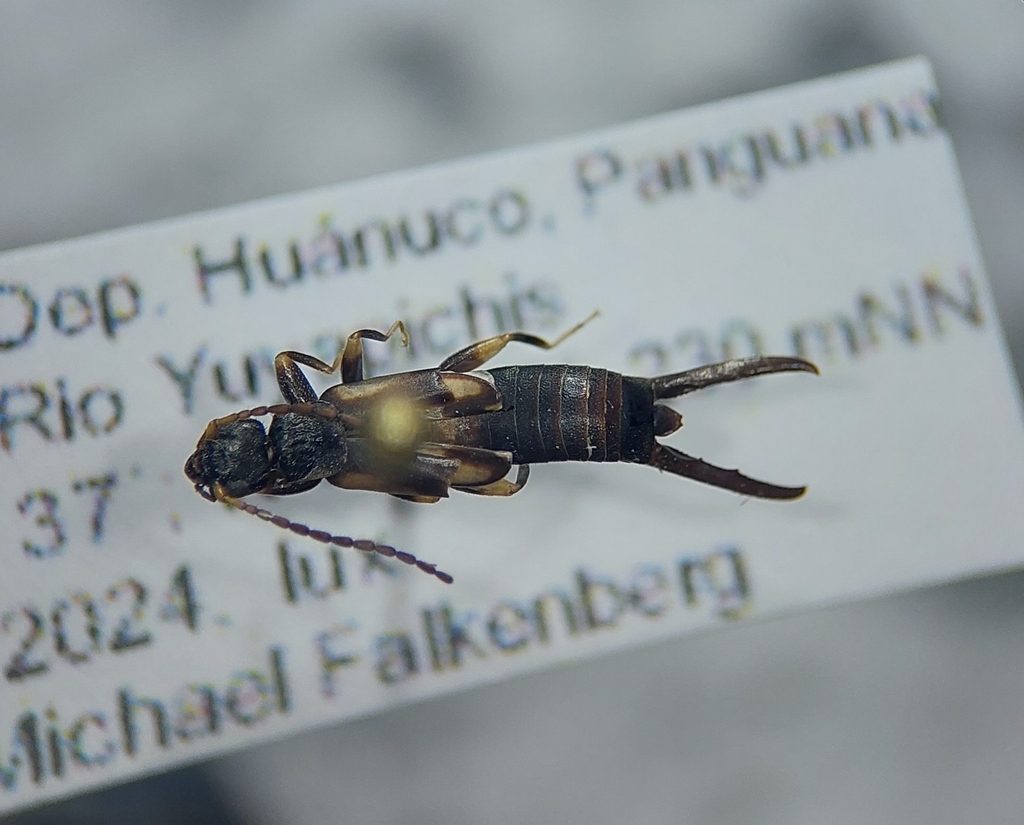 Spongovostox pygmaeus from 25230, Peru on May 06, 2024 by Stephan ...