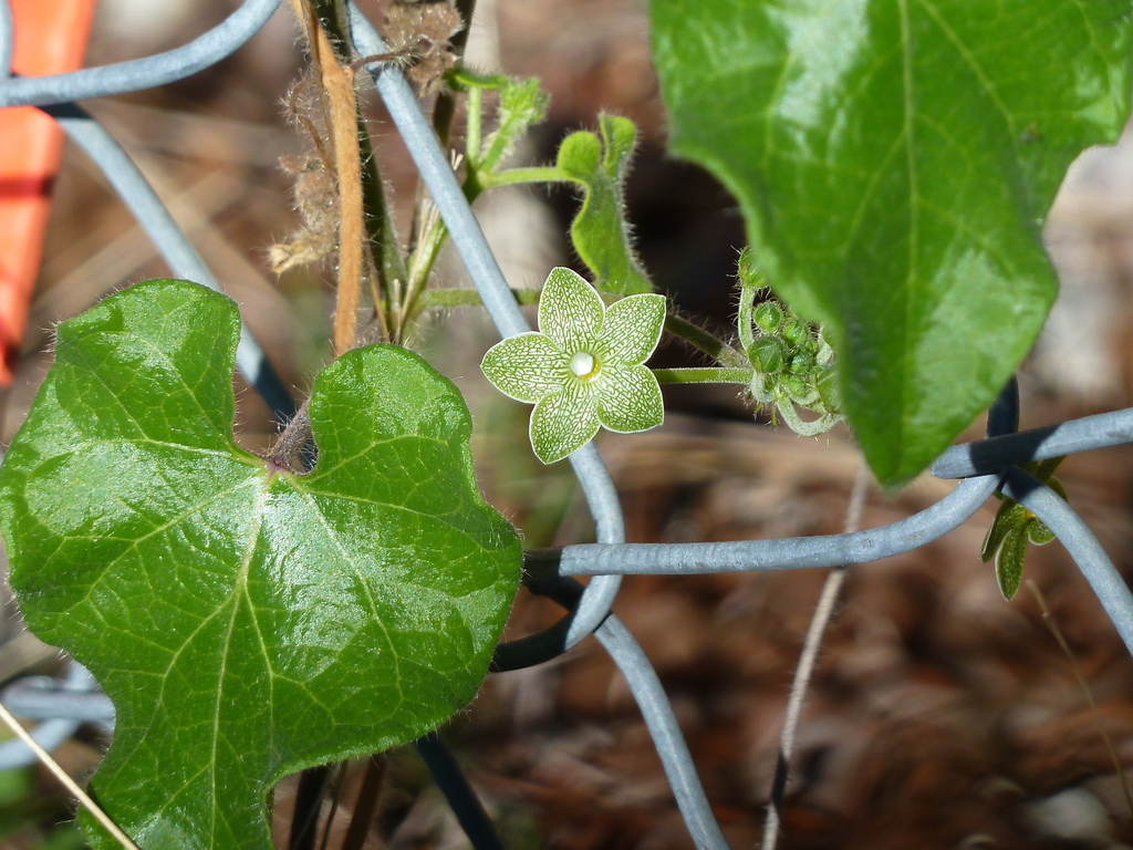 netted milkvine (Vascular Plants of Wild Basin) · iNaturalist