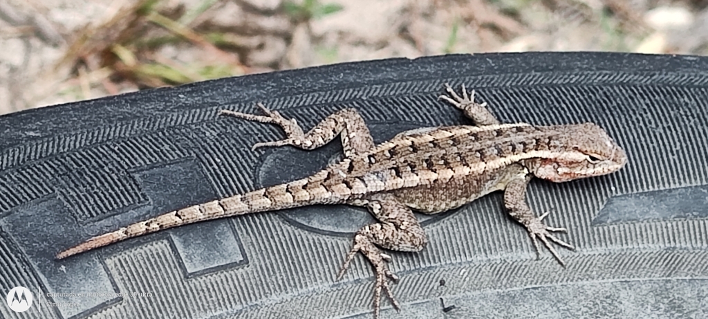 Rose-bellied Lizard from Huehuetenango, Guatemala on January 4, 2025 at ...