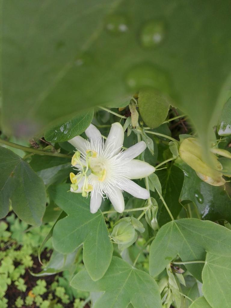 white passionflower from C.U., Ciudad de México, CDMX, México on July ...