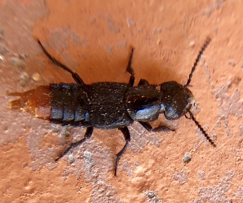 Genus Xanthopygus · iNaturalist